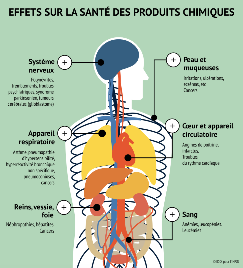 Comprendre les risques pour la santé liés aux produits chimiques sur le ...